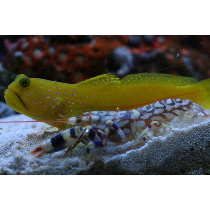 Simbioza Cryptocentrus Cinctus - Alpheus Sp.