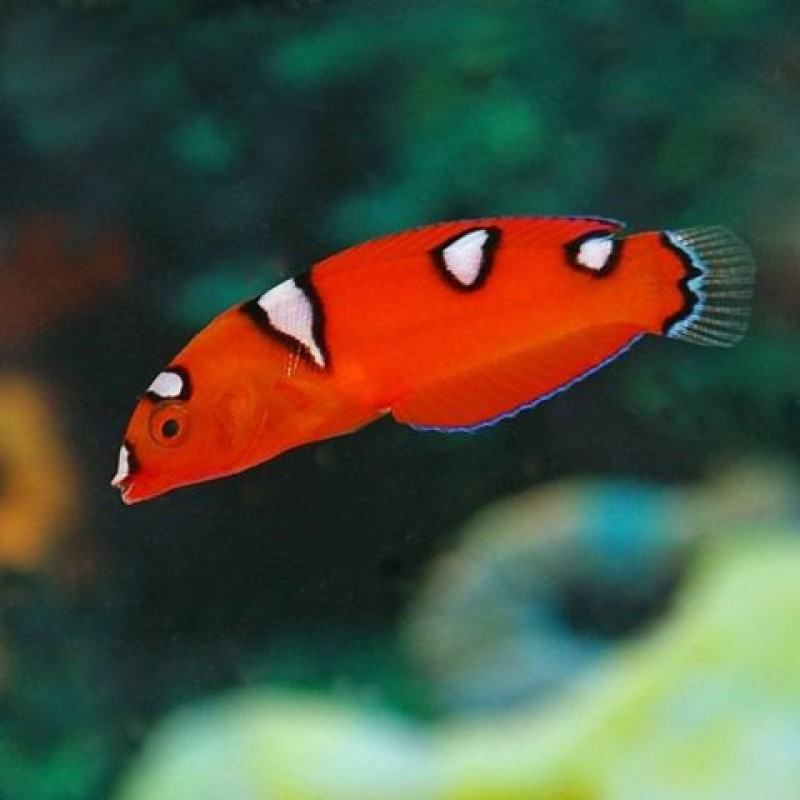 Red Coris Wrasse, Coris Gaimard